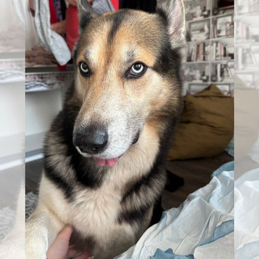 Взрослый пёс в добрые руки