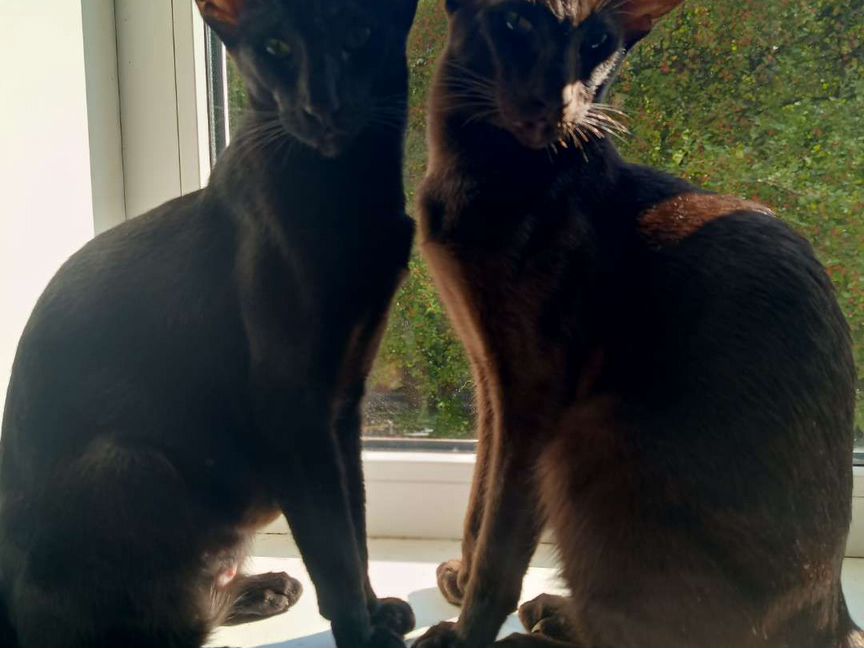 Сладкая парочка