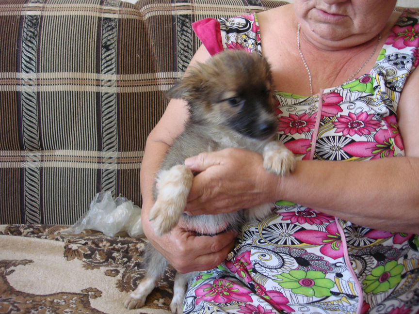 Щенок мальчик - в добрые руки