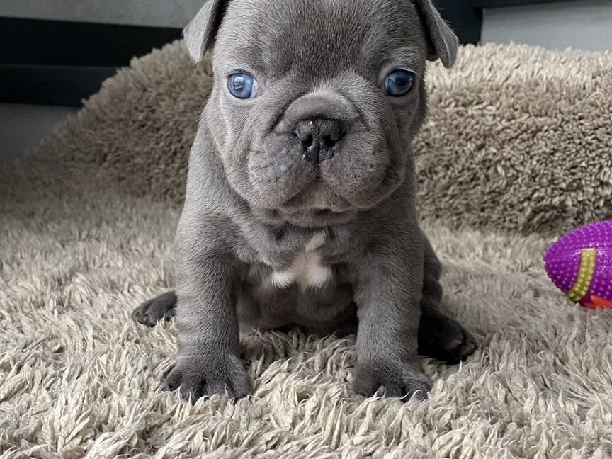 Французский бульдог лиловый мальчик