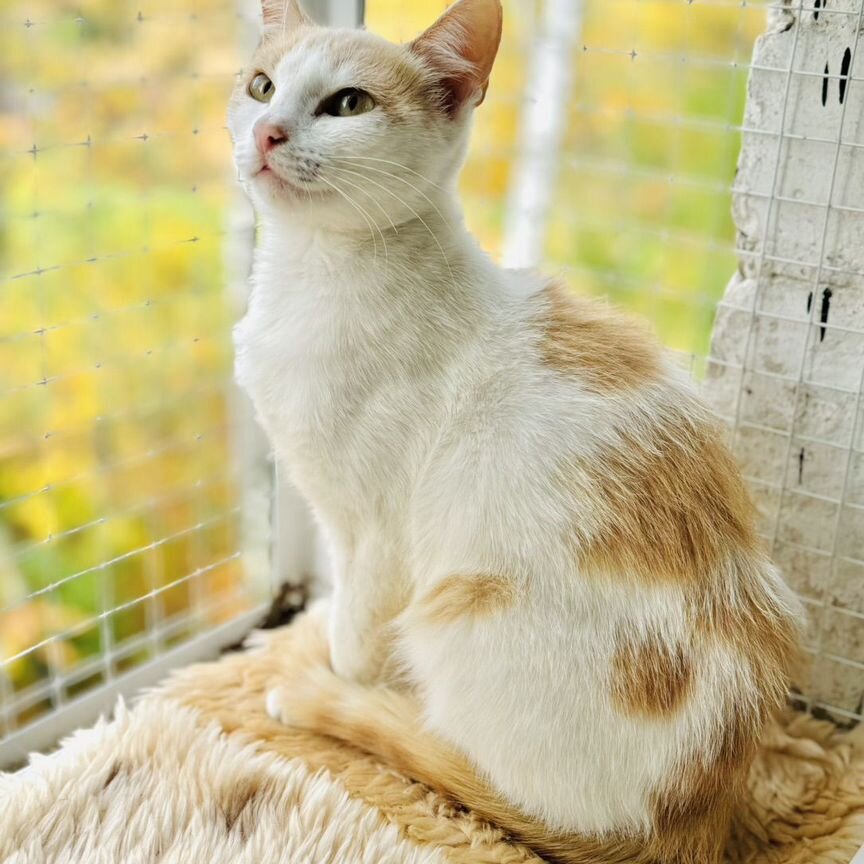 Кошка стерилизованная