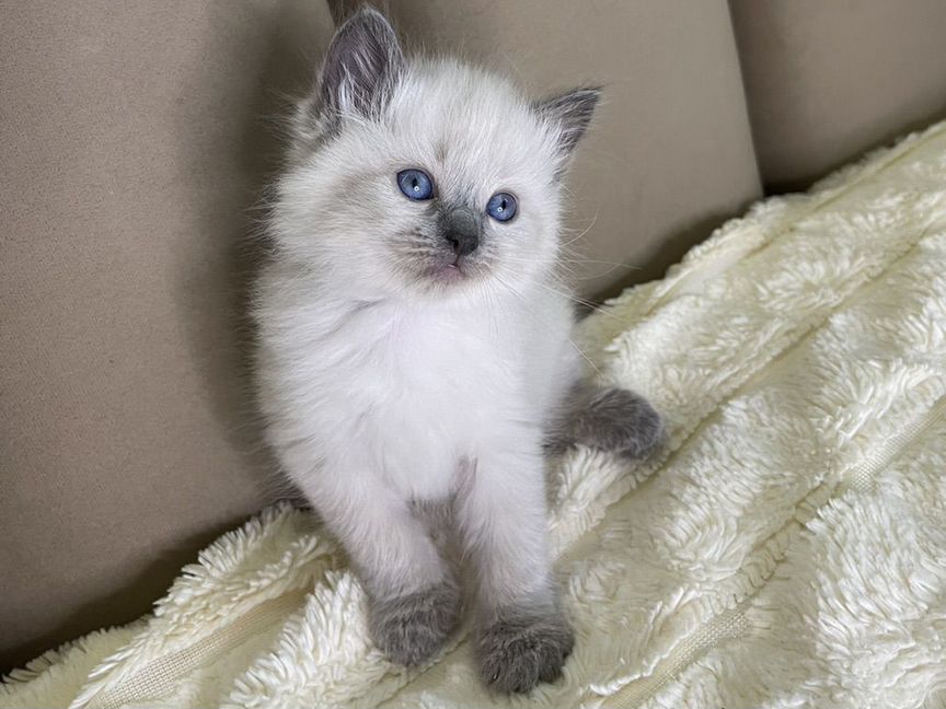 Невская маскарадная девочка и мальчик