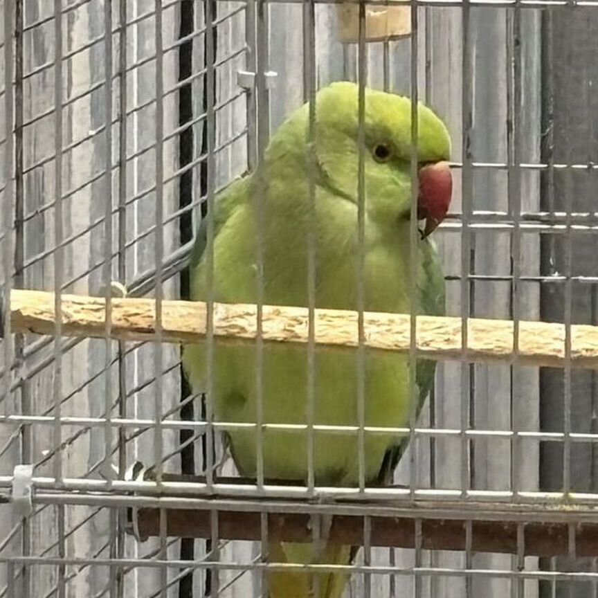 Попугай Ожереловый