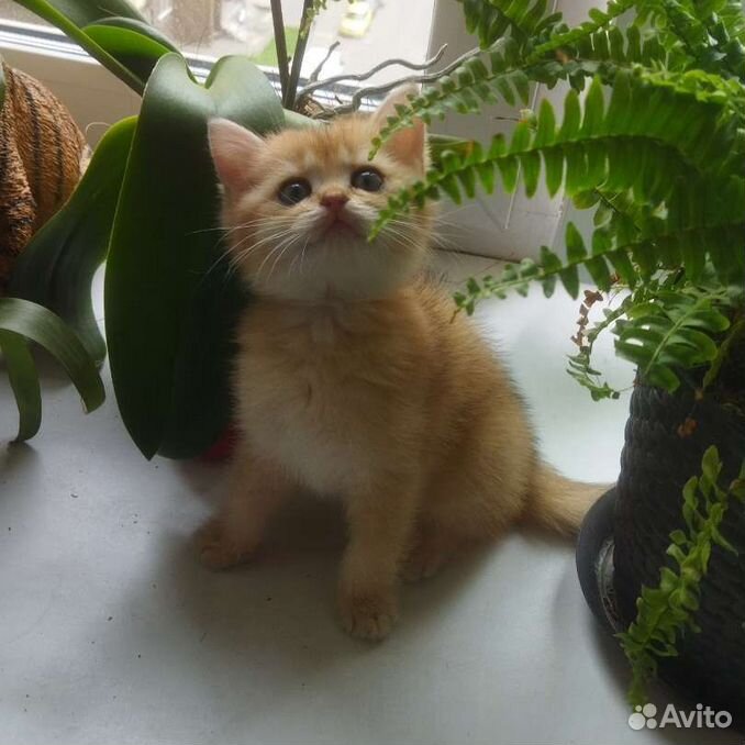Котик золотой Шотландский тикированный