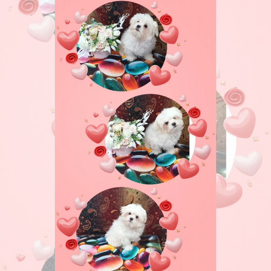 Щенок мальтпу