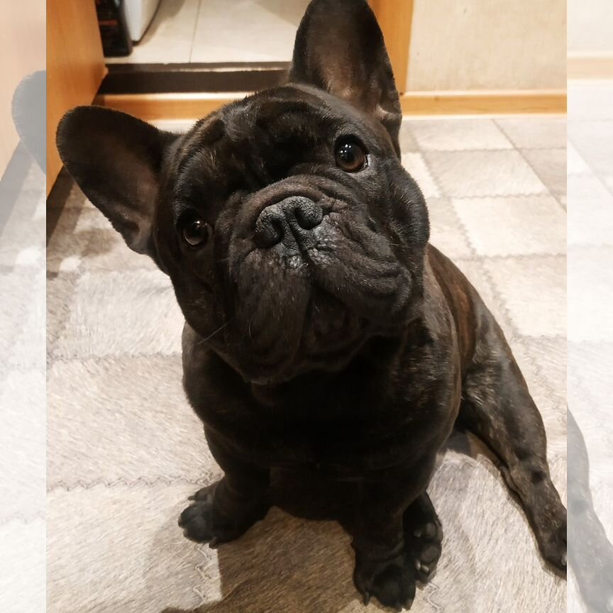 Французский бульдог, взрослый пёс