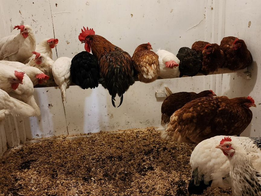 Куры несушки 9 мес. отдам с возвратом