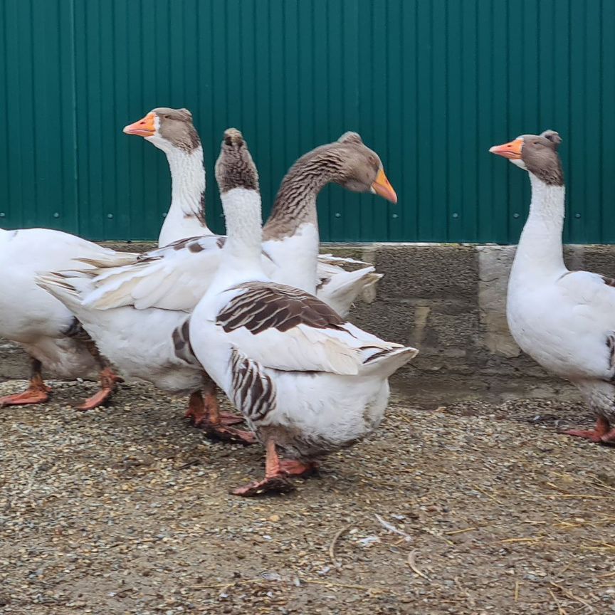 Гуси Русские Хохлатые