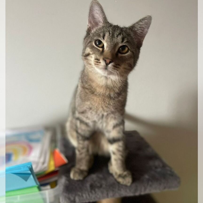 Красивый котенок мальчик