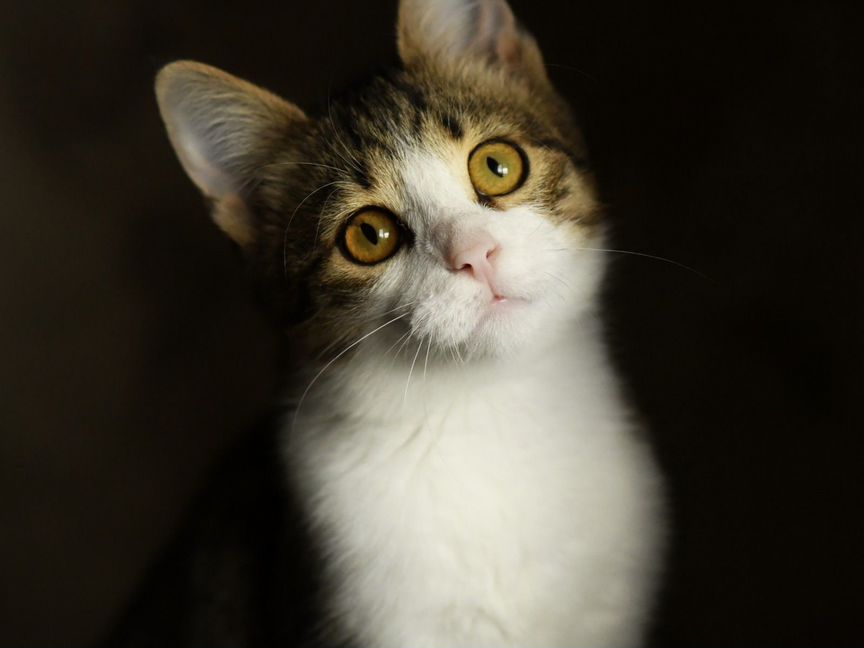 Котенок Бароша ищет семью
