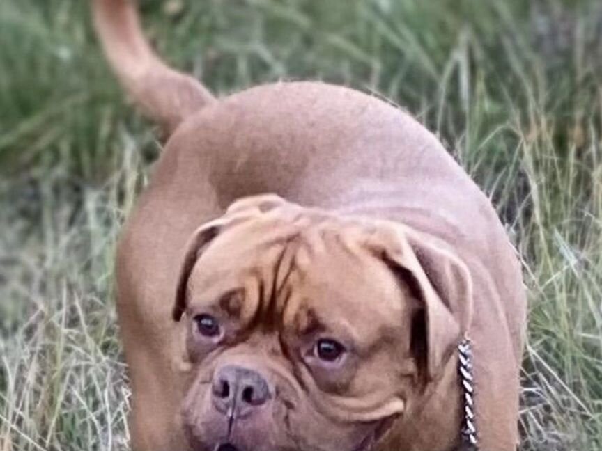 Собака Бордосский дог(французкий мастиф)