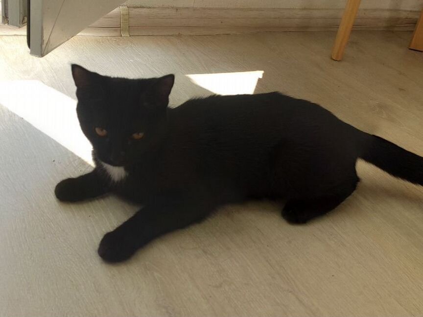 Отдам маленького кота пол года