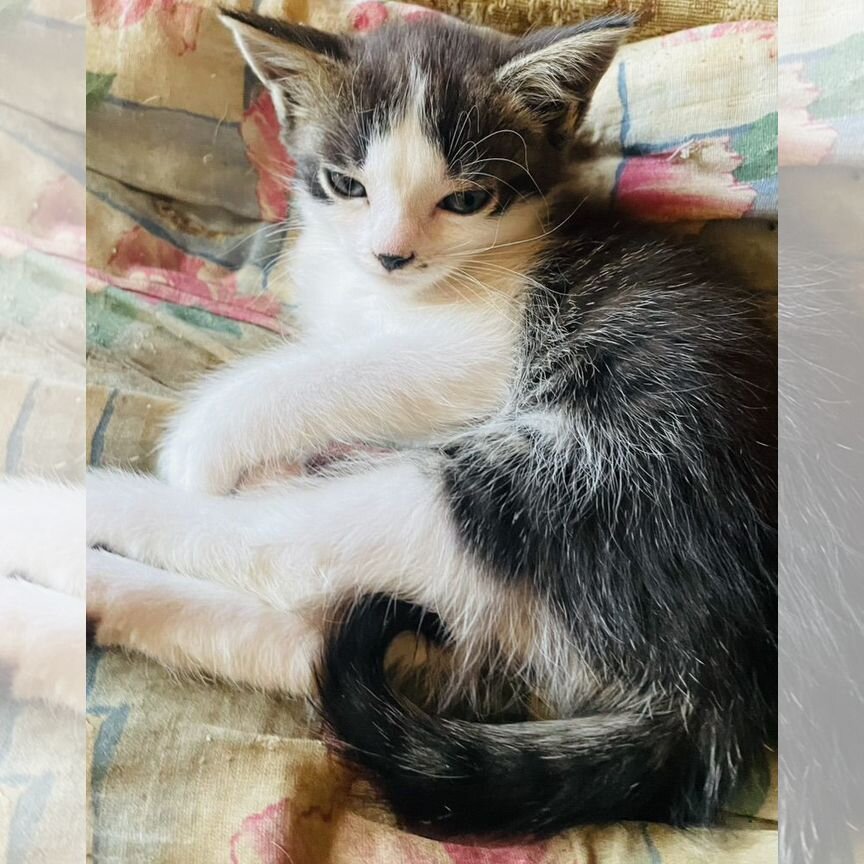Котёнок в добрые руки
