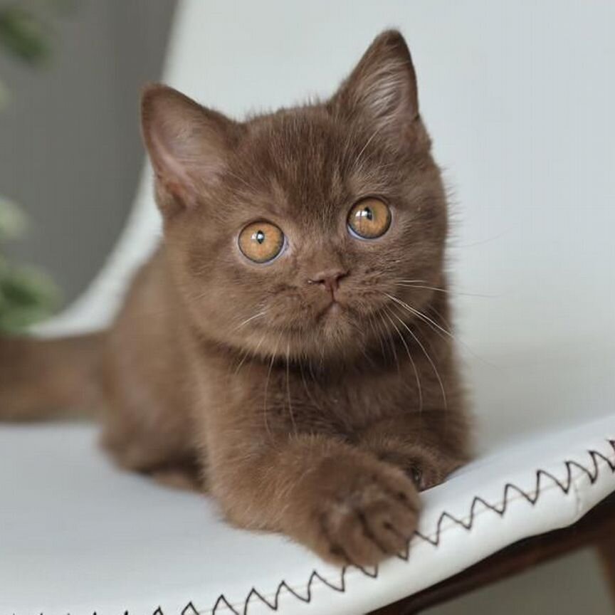 Британский короткошёрстный котёнок