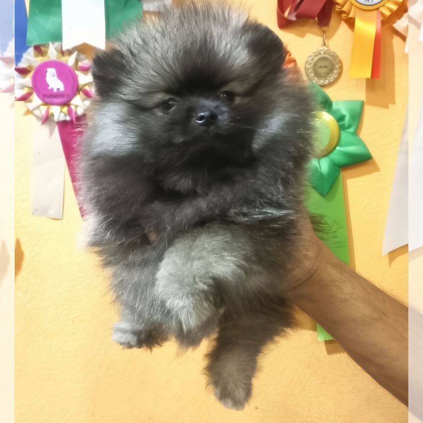 Померанский шпиц, щенок