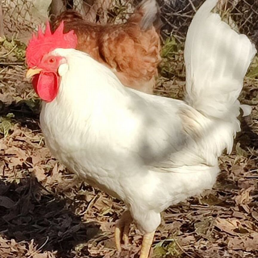 Петухи породы леггорн
