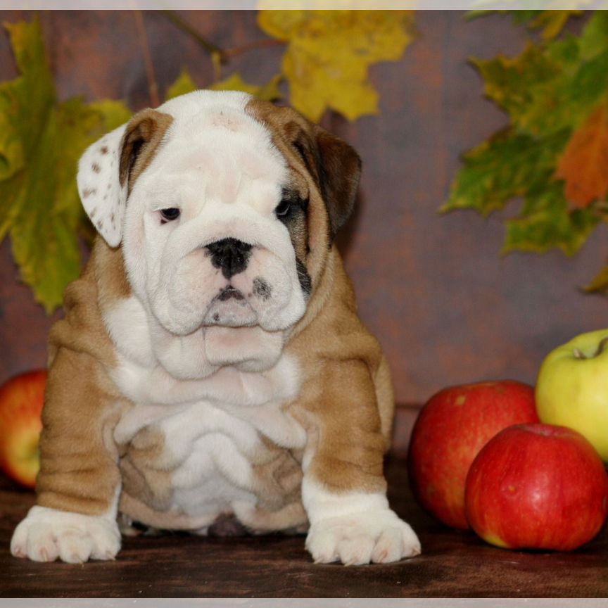 Английский бульдог, щенок