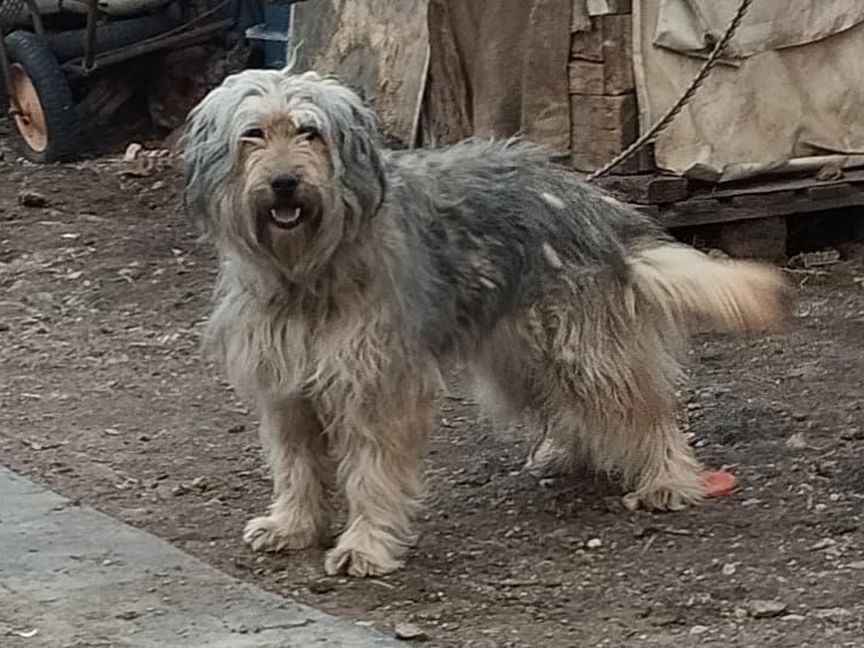 Собака в добрые руки