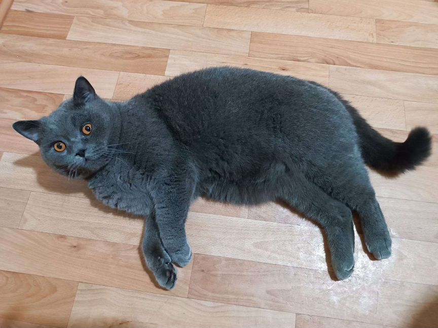 Шотландский прямоухий кот продаю