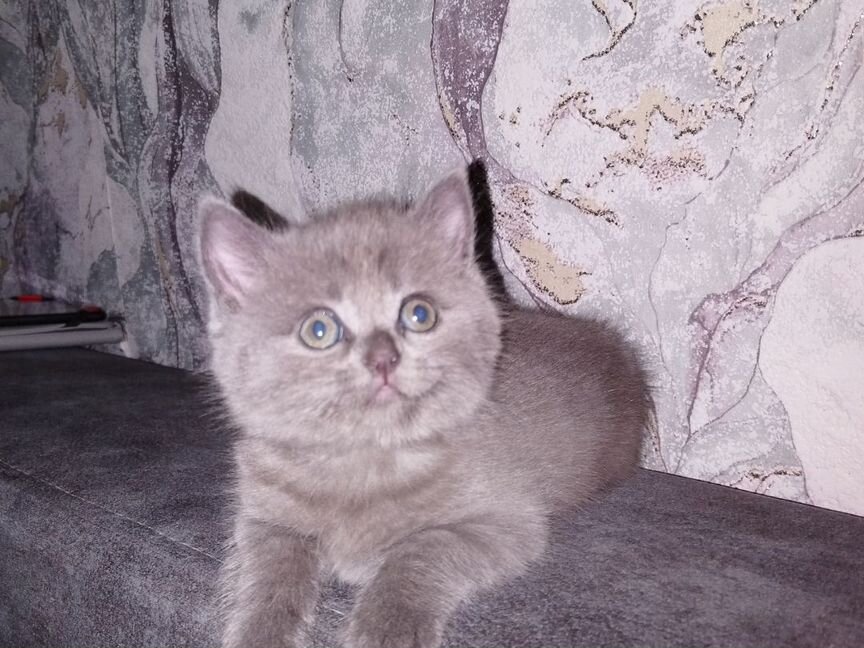 Короткошерстная британочка