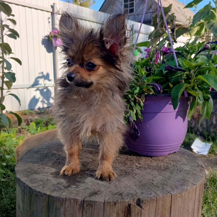 Мальчик миник