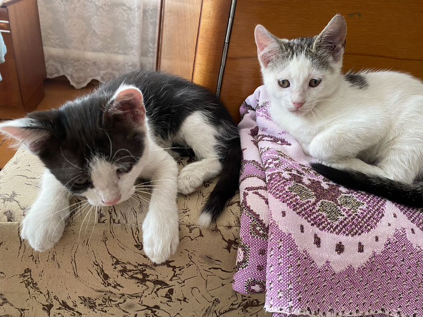 Котята в добрые руки, 3 мес, приучены к лотку