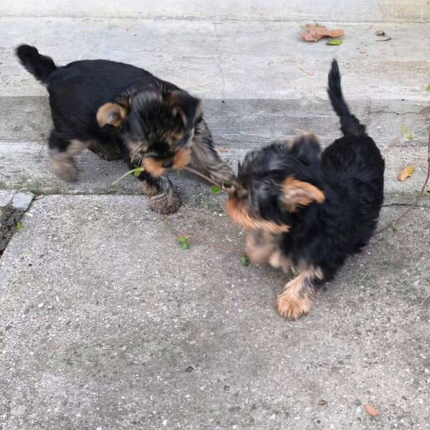 Йоркширский терьер, щенок