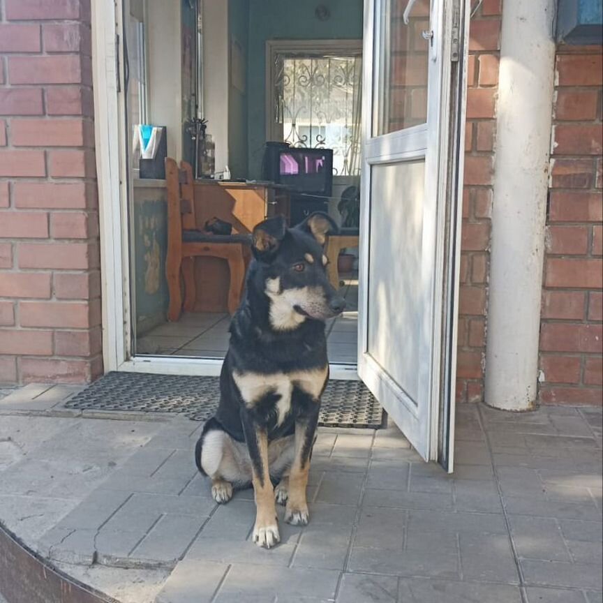 Отдам в добрые руки собаку