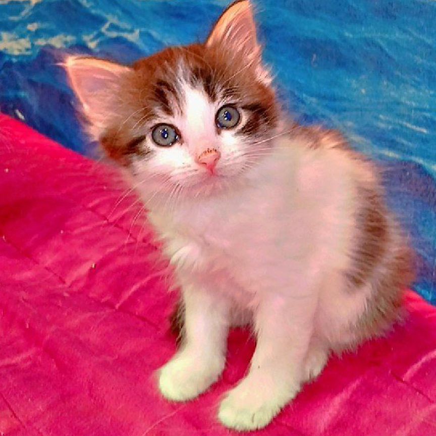 Котёнок в добрые руки