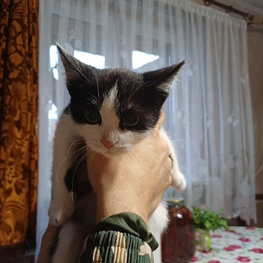 Котика В добрые руки