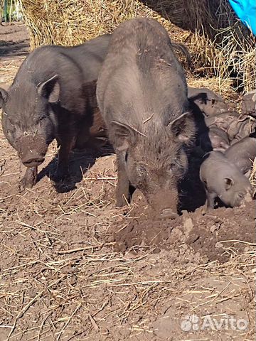 Поросята кармалы