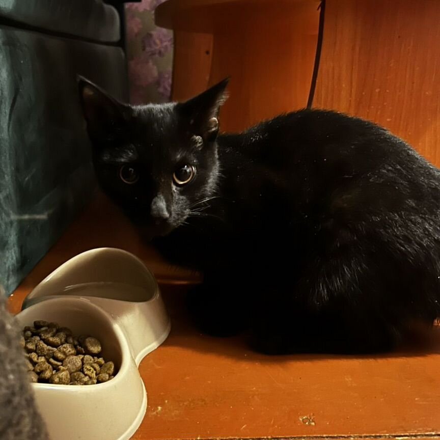 Котёнок в добрые руки