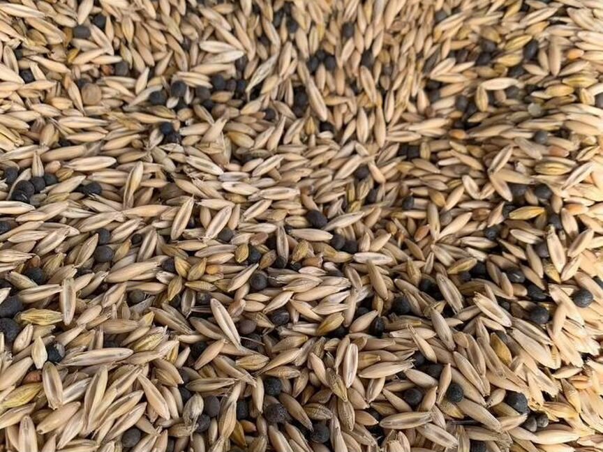 Ячмень яровой, Кормовая пшеница на корм/посев