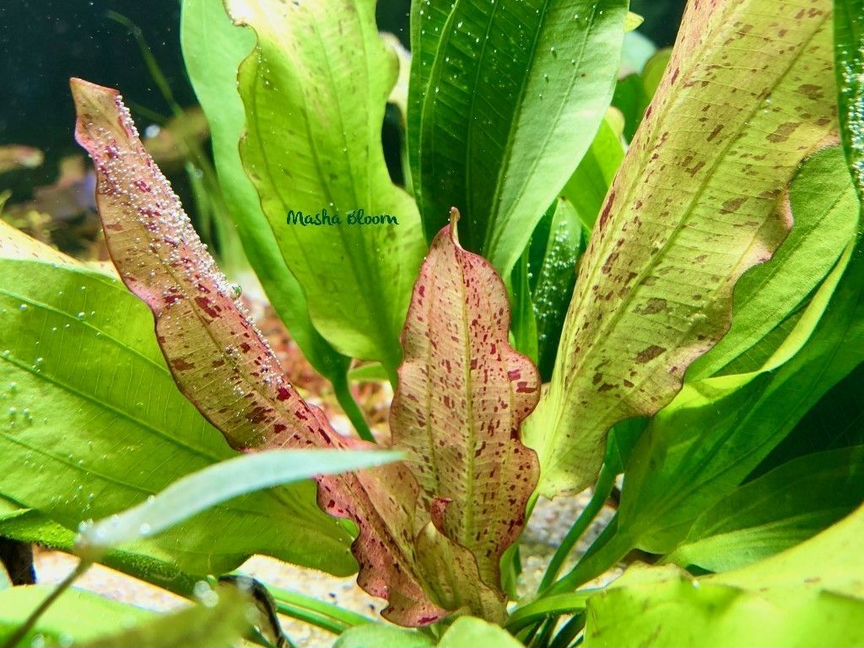 Эхинодорус Ягуар (Echinodorus Jaguar)