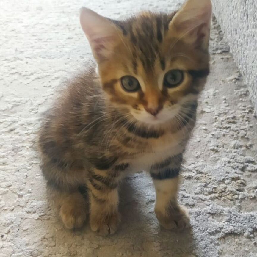 Котята от домашней кошки