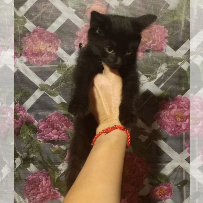Котята
