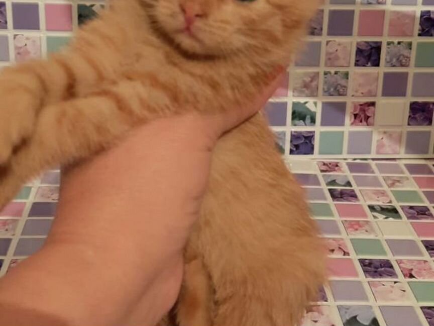 Котёнок Морковка