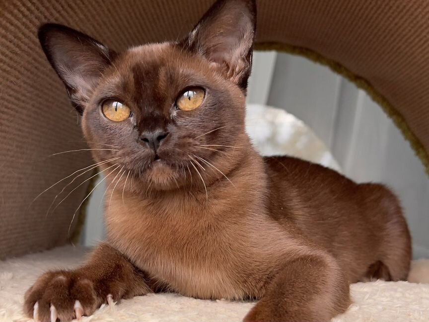 Бурманская, соболиная кошка