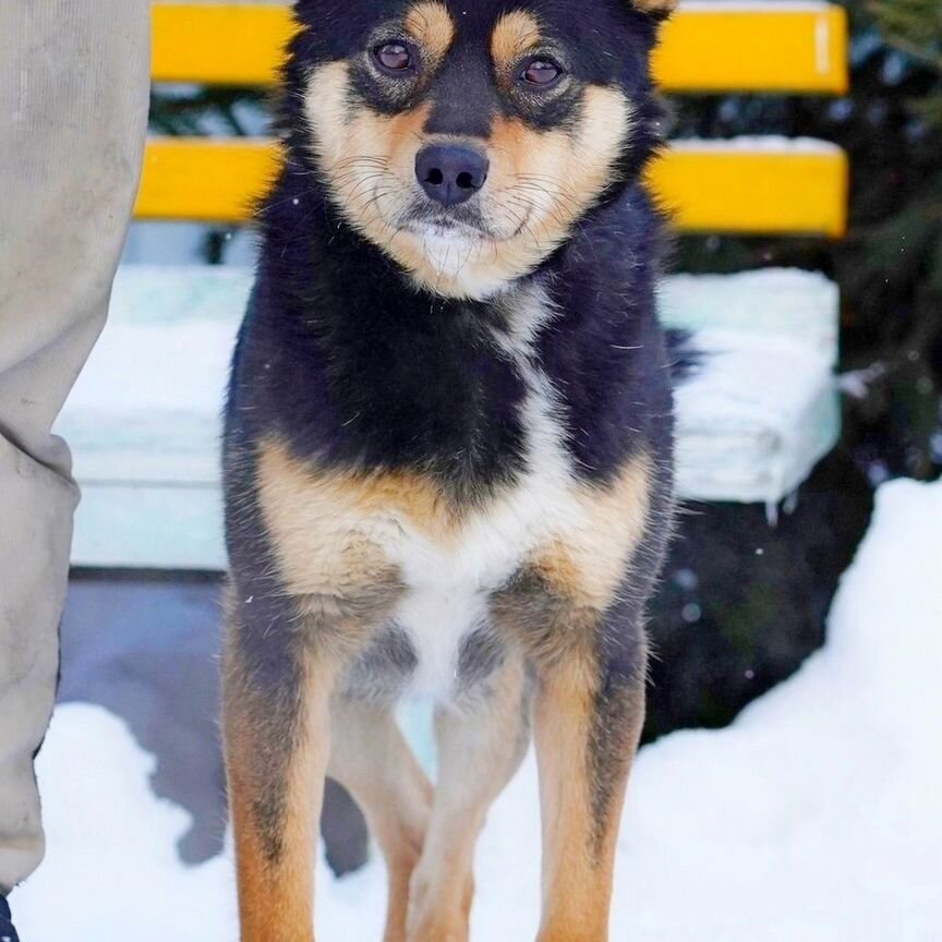 Рики в поисках дома