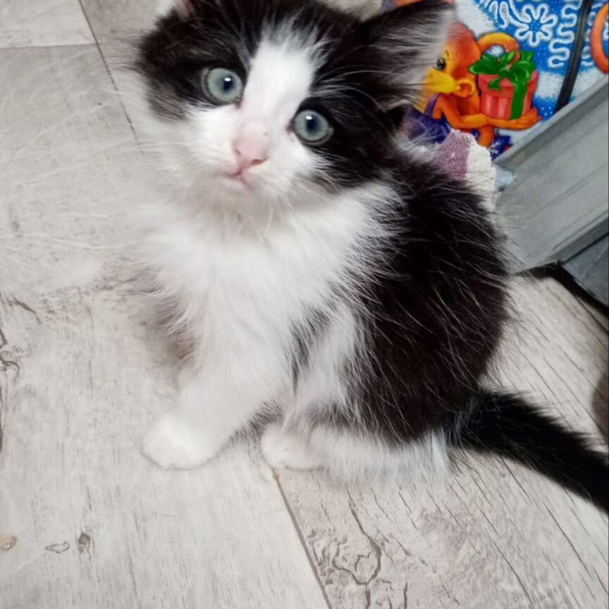 Спасите кошачью жизнь,передержка закан.потом улица