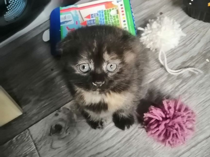 Британские вислоухие котята
