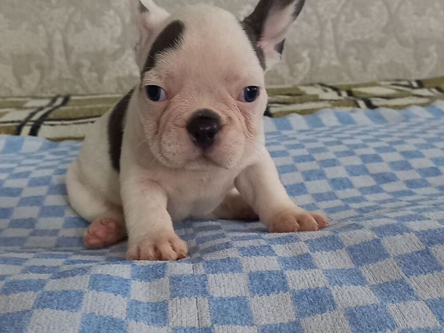 Французский бульдог щенки голубой окрас