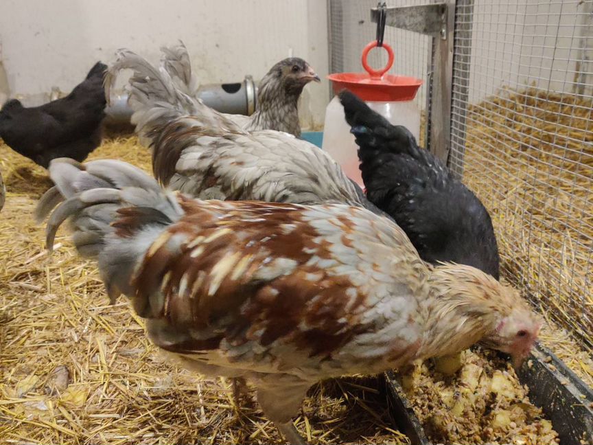 Петух Амераукана