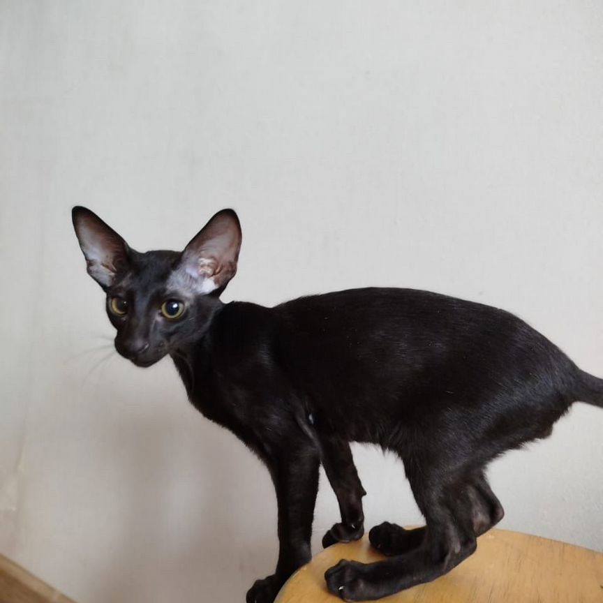 Котенок ориентал