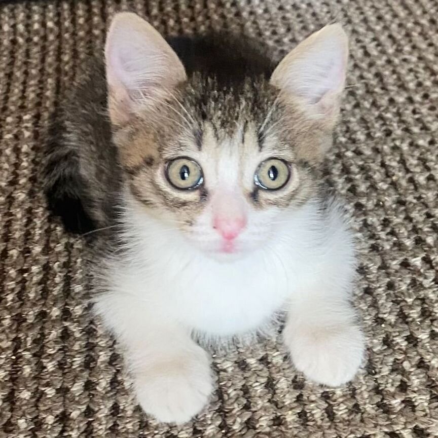 Сибирский котёнок