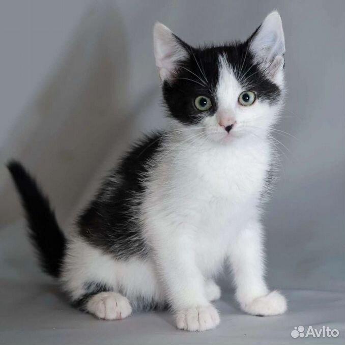 Котеночек ищет себе Семью