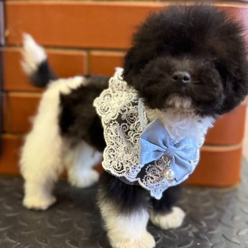 Мальтипу, щенок