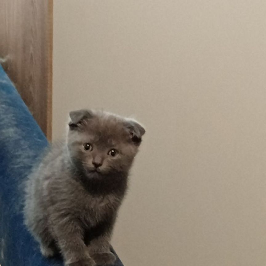 Шотландские вислоухие котята
