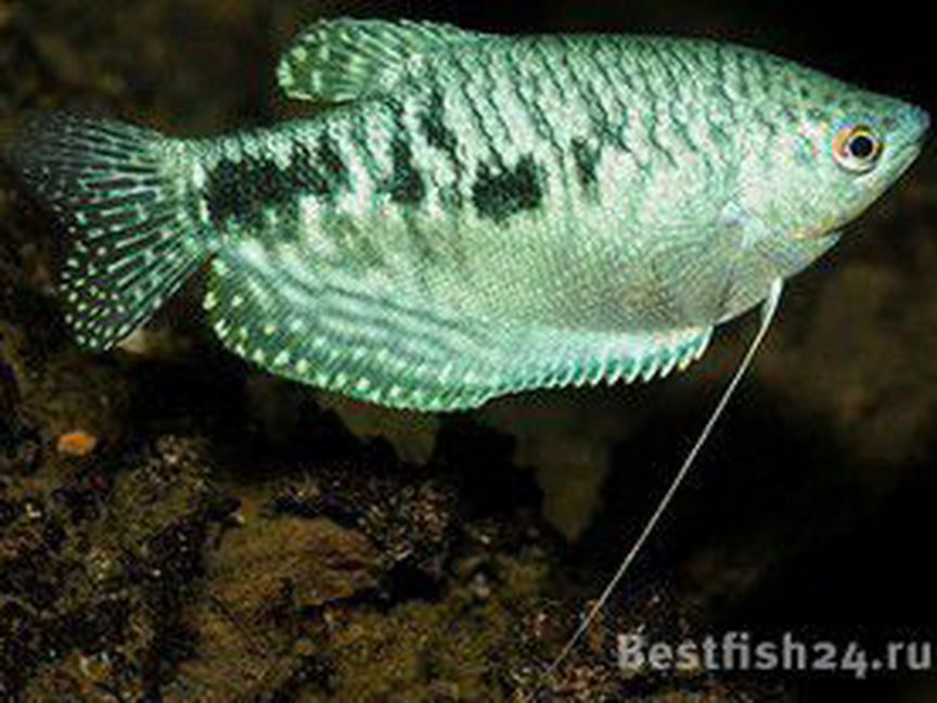 Гурами, анциструс