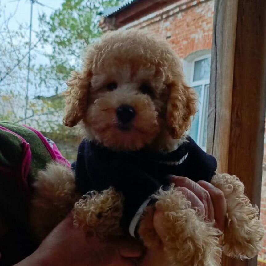 Пудель, щенок